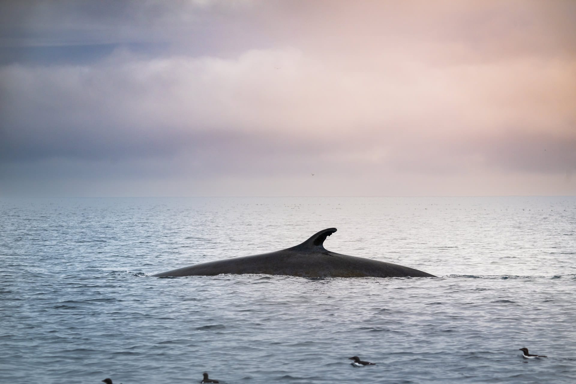 Whale watching adventure from Utsjoki to the Arctic Ocean - Aurora Holidays